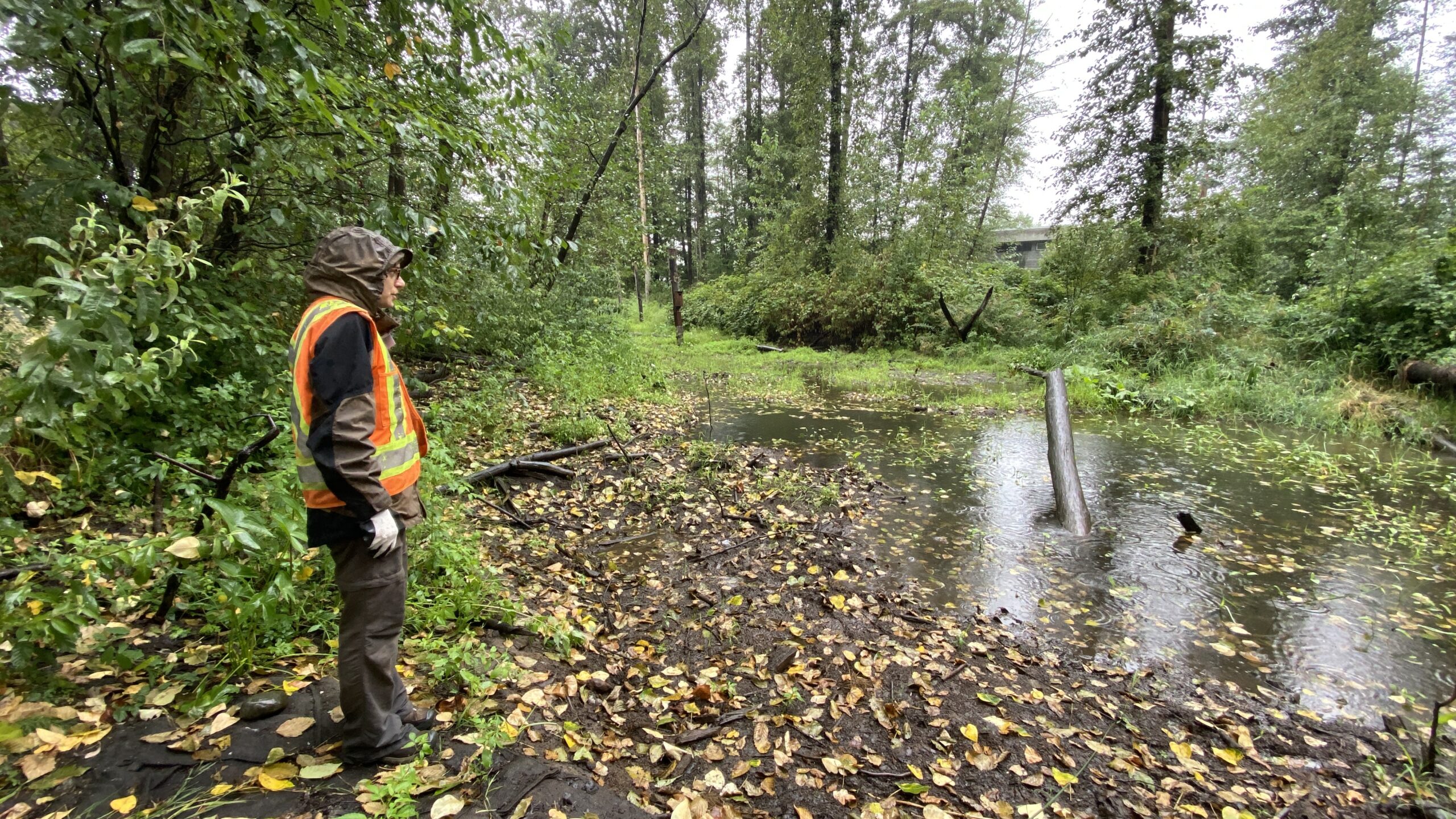 Restored Wetlands Demonstrate Resilience - Healthy Watersheds Initiative
