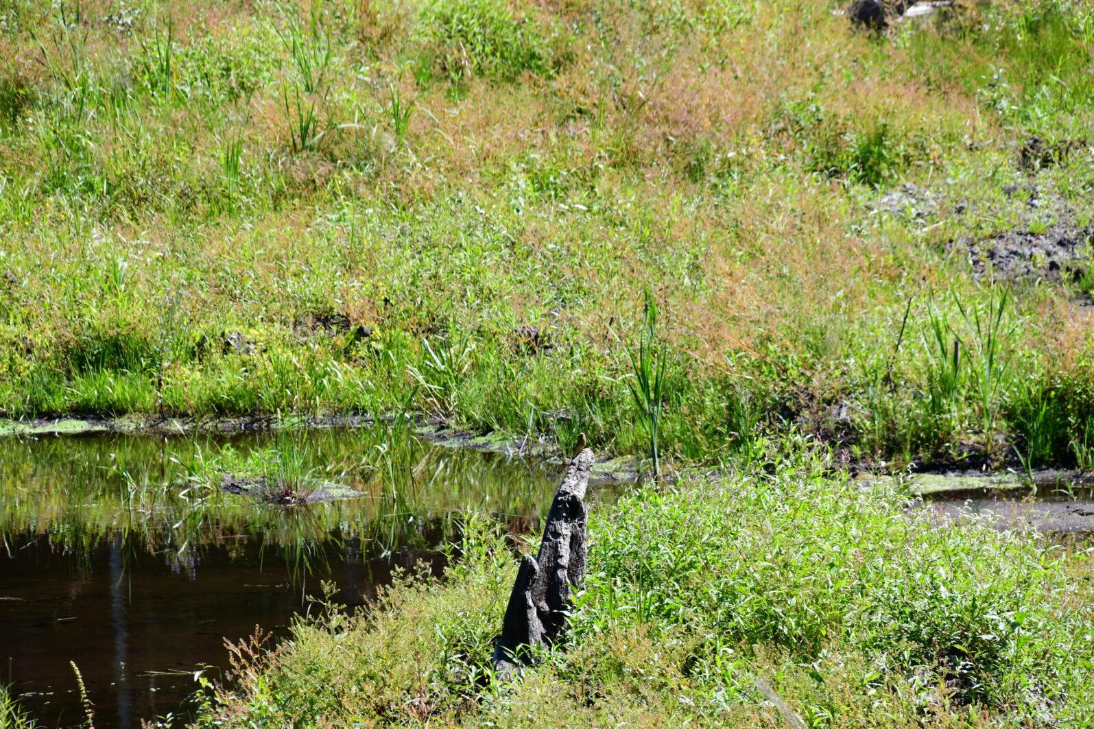 From Reservoir Basin to Thriving Wetland; Cambridge Creek and Violin ...